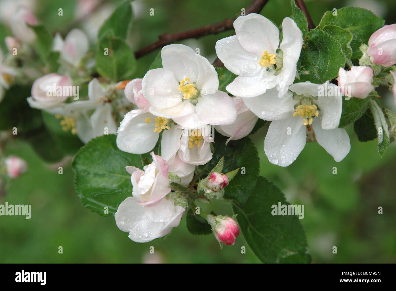 Flowering apple tree Stock Photo - Alamy