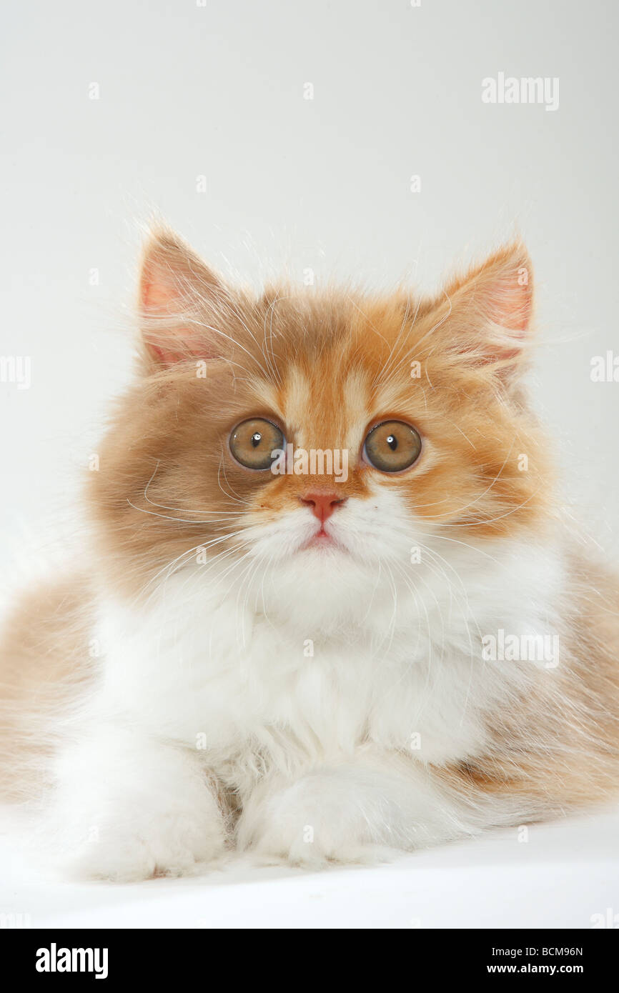 British Longhair Cat kitten cinnamon tortie white Highlander Lowlander ...