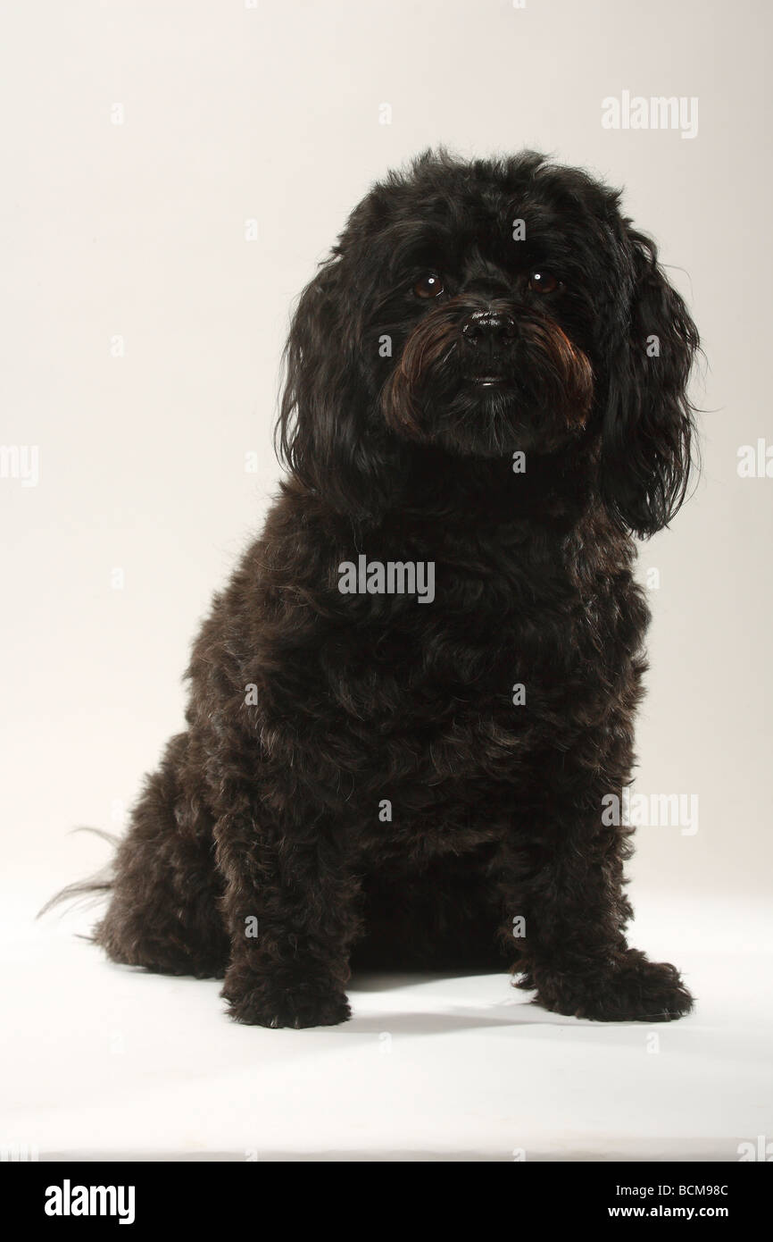 Bichon habanero hi-res stock photography and images - Alamy
