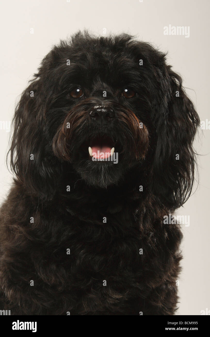 Havanese black Bichon Havanais Bichon Habanero Stock Photo - Alamy