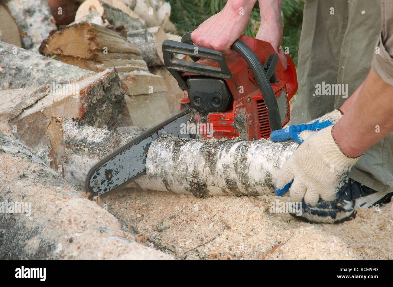 Cutting small log with chainsaw Stock Photo - Alamy