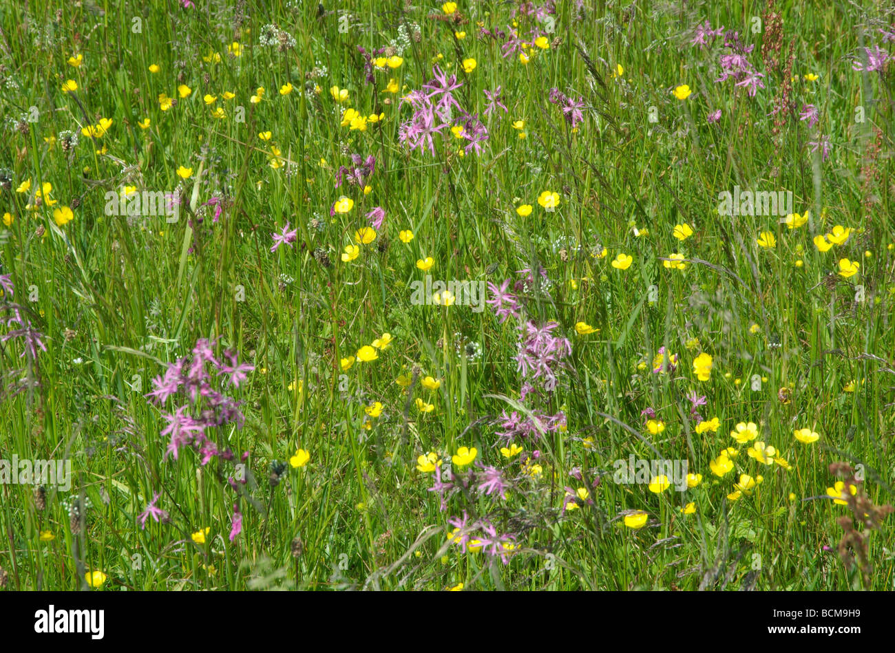 Natural colorful meadow Stock Photo - Alamy