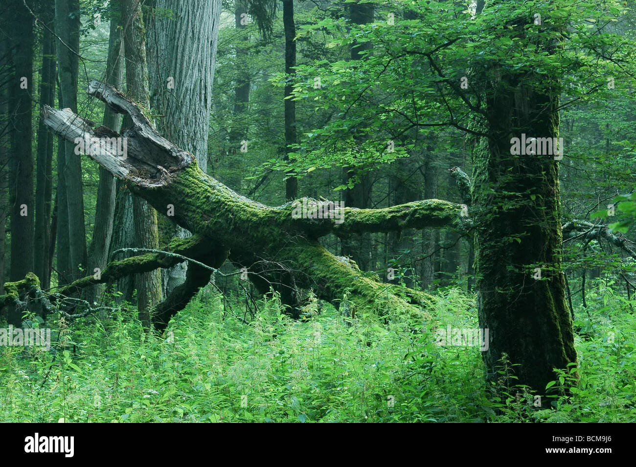 Big tree green crown forest woods woodland reserve hi-res stock ...
