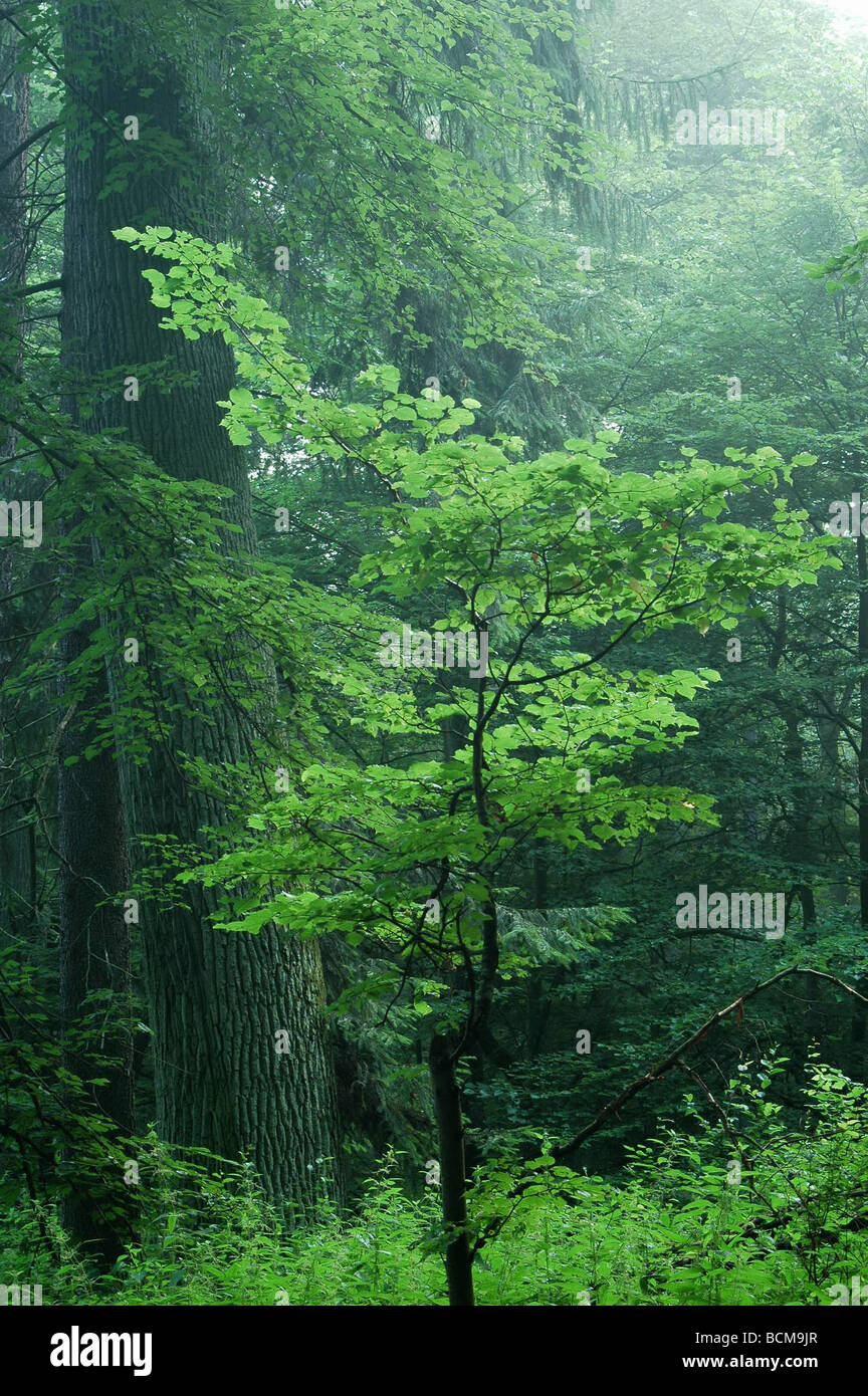 Old oak and young linden tree branch Stock Photo - Alamy