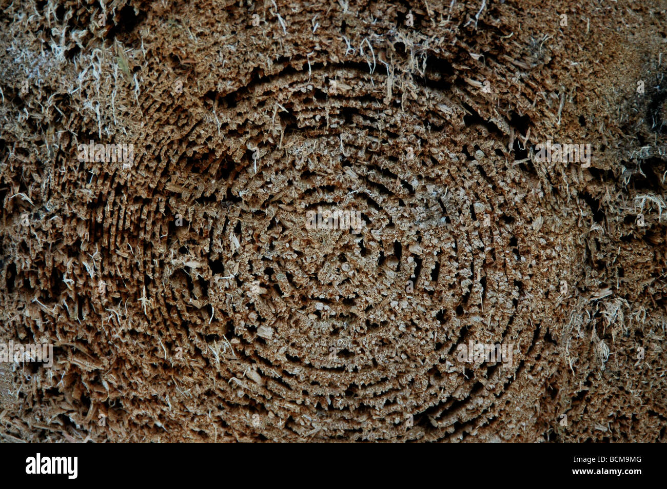 Cross-section of wood Stock Photo - Alamy