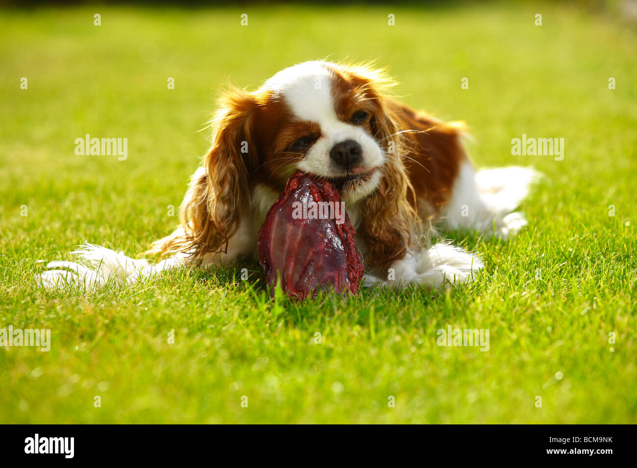 Cavalier King Charles Spaniel Blenheim eating raw ribs bones barf Stock ...