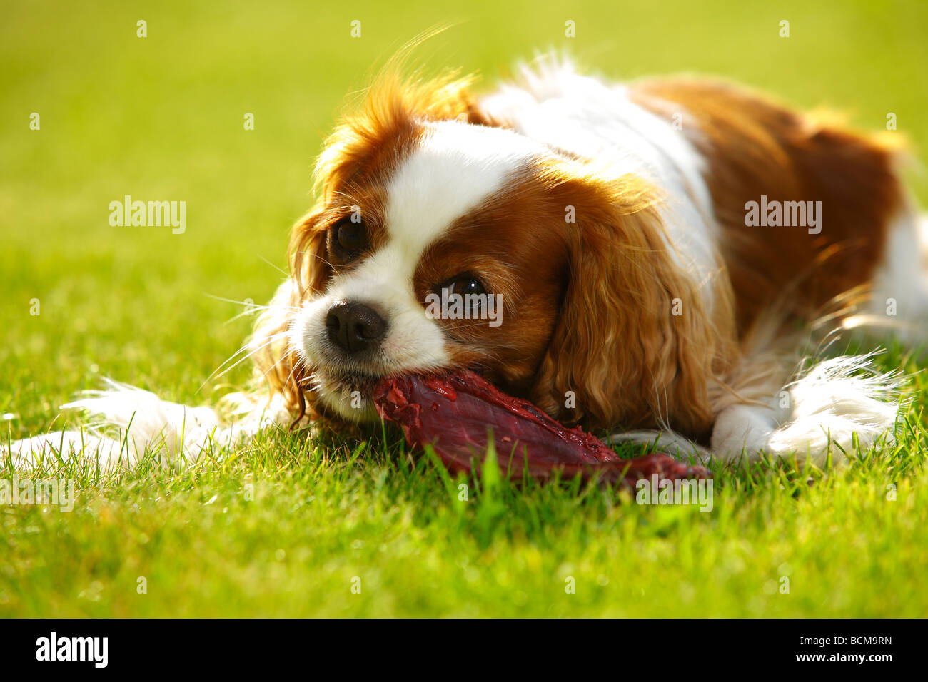 Bones lie hi-res stock photography and images - Alamy