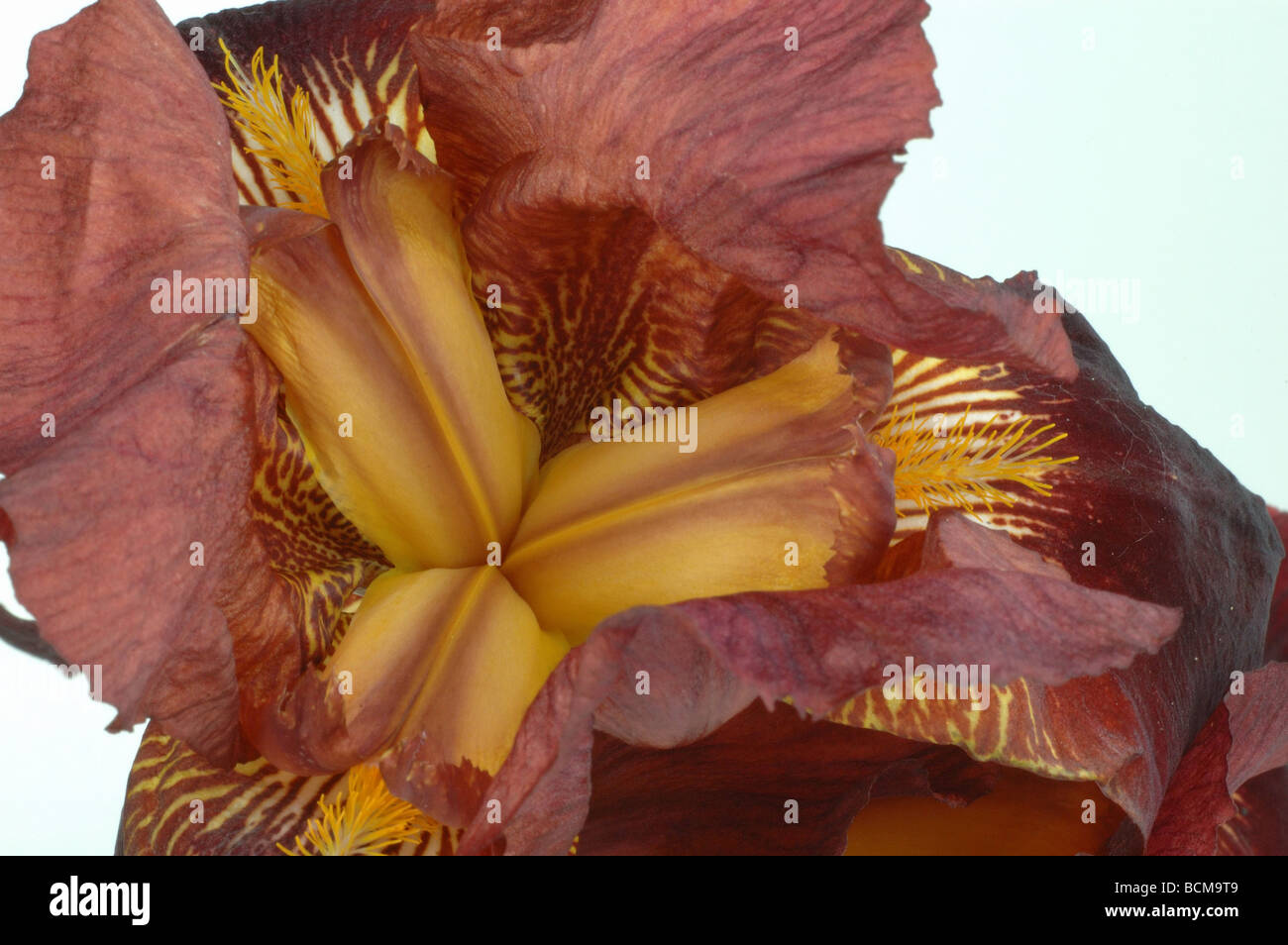Iris closeup isolated on white Stock Photo - Alamy