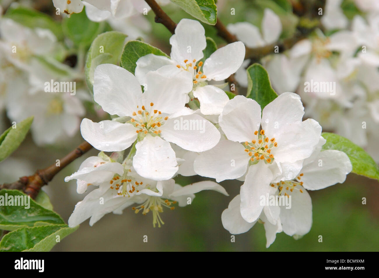 Flowering apple tree Stock Photo - Alamy