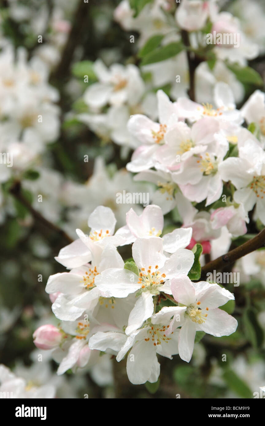 Flowering apple tree Stock Photo - Alamy