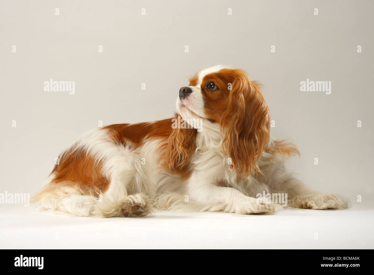 Cavalier King Charles Spaniel Blenheim Stock Photo - Alamy