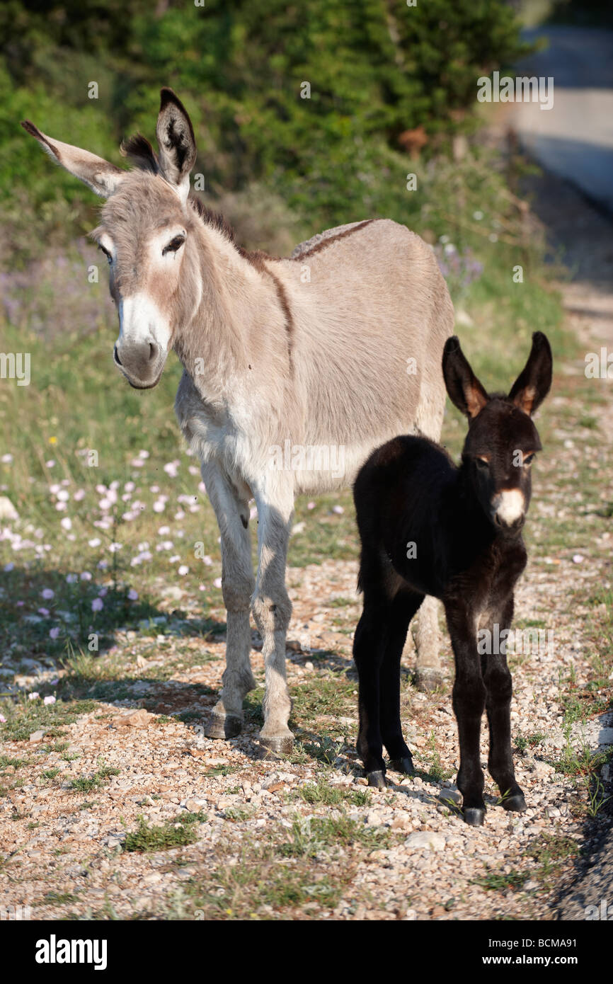 Donkeys - Croatia Stock Photo - Alamy