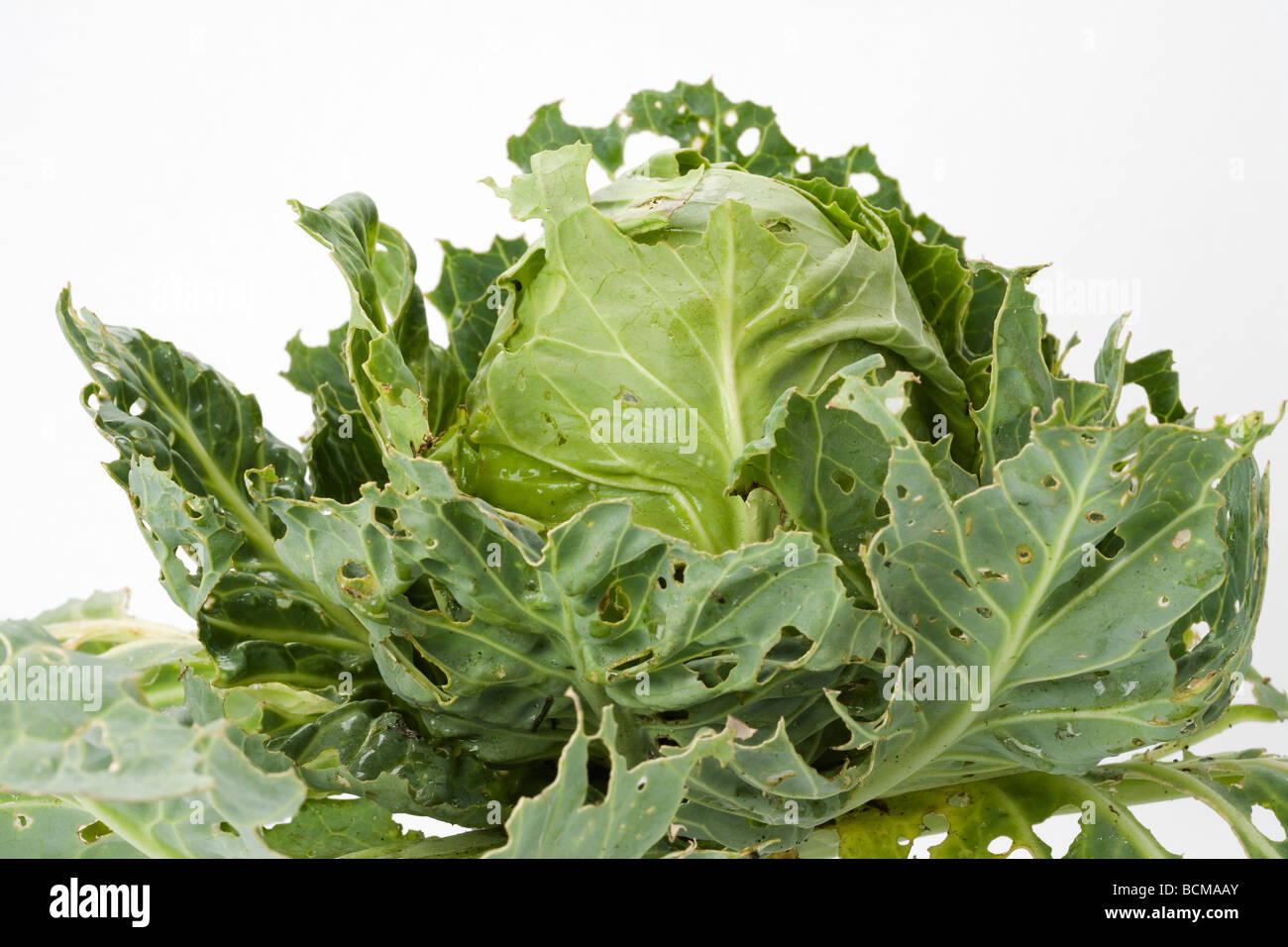 A cabbage full of holes made by slugs and snails Stock Photo - Alamy