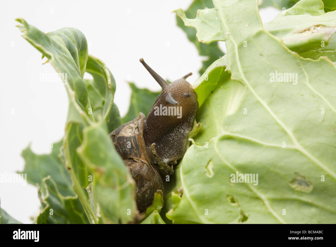 Garden snail on a cabbage Stock Photo - Alamy