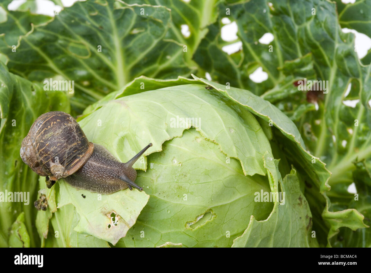 Pest damage hi-res stock photography and images - Alamy