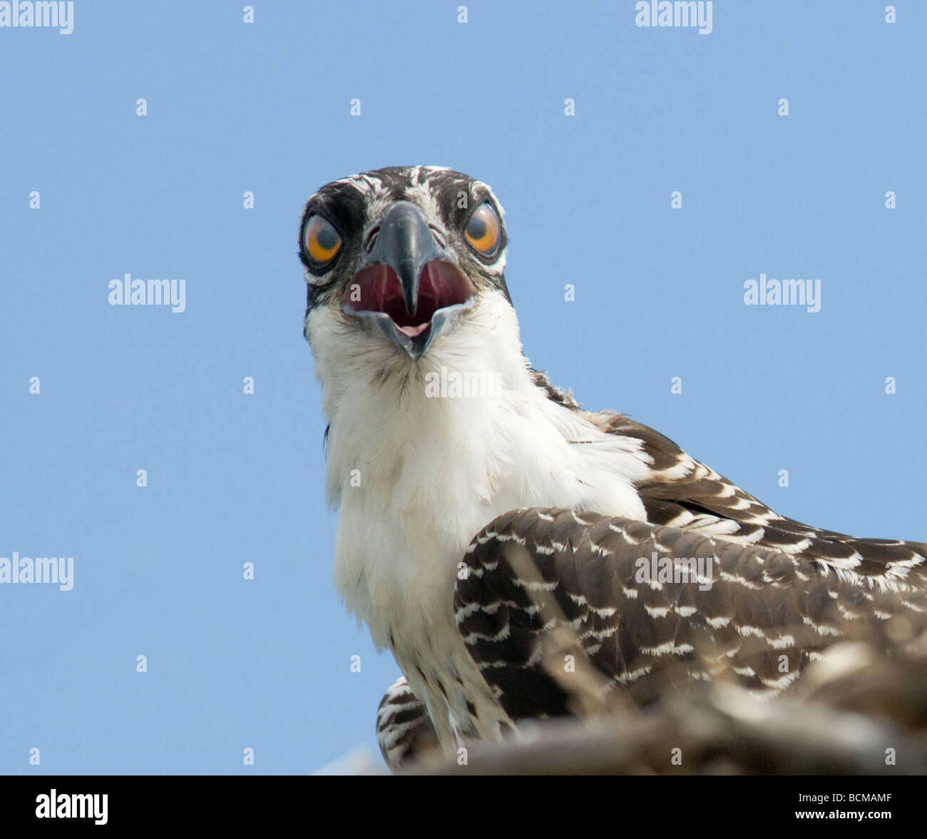 Hawk nesting platform hi-res stock photography and images - Alamy