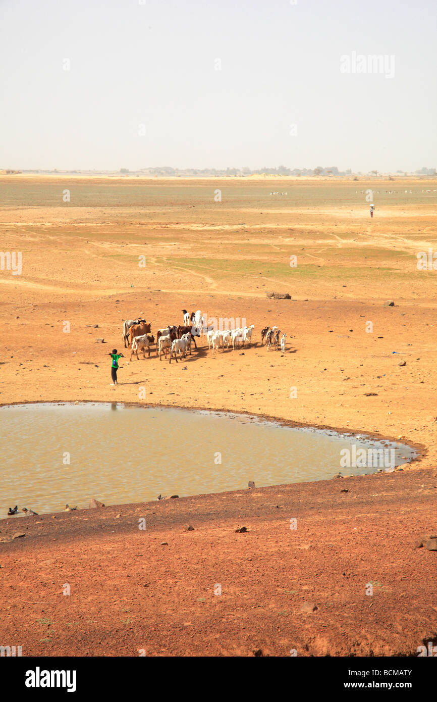 A nomad gathering his livestock and setting off into the desert after ...