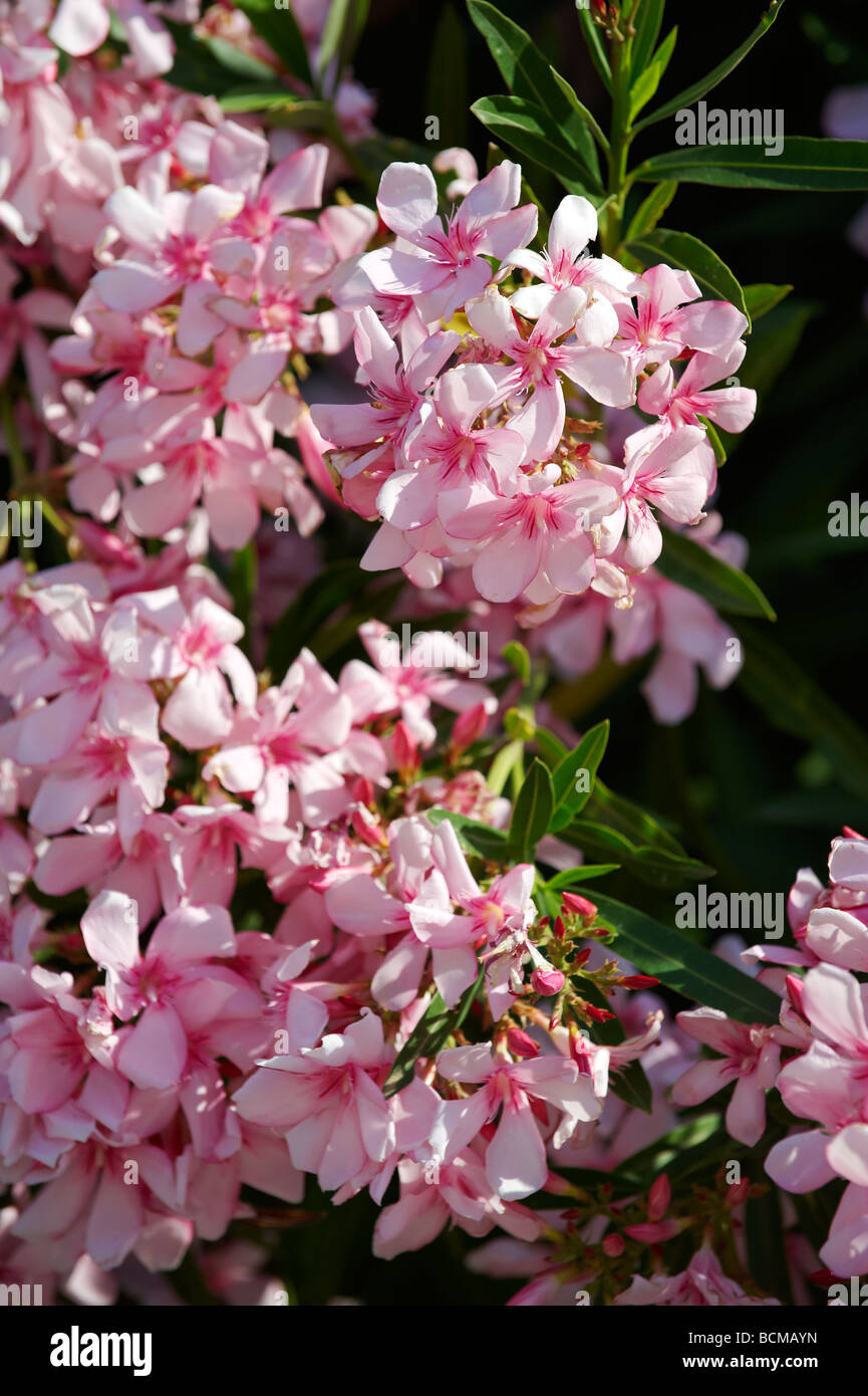 Leander High Resolution Stock Photography and Images - Alamy