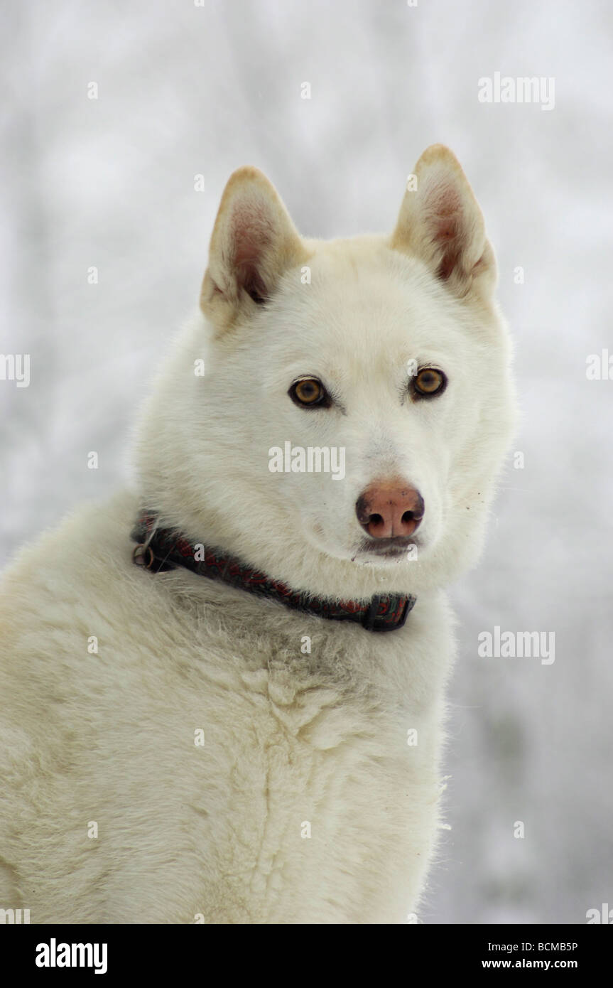white Siberian husky mix in the snow looking intensely at the camera ...