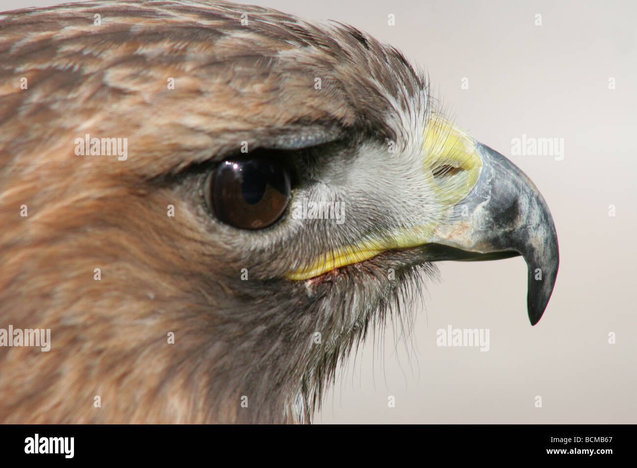 Close up red tailed hawk on hi-res stock photography and images - Alamy