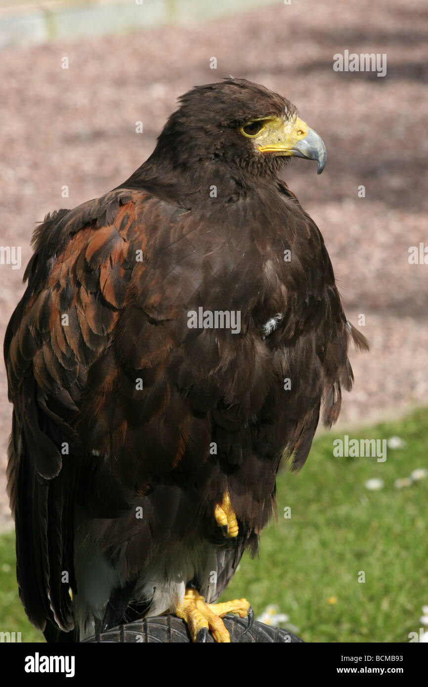 Harris Hawk Parabuteo unicinctus Stock Photo - Alamy