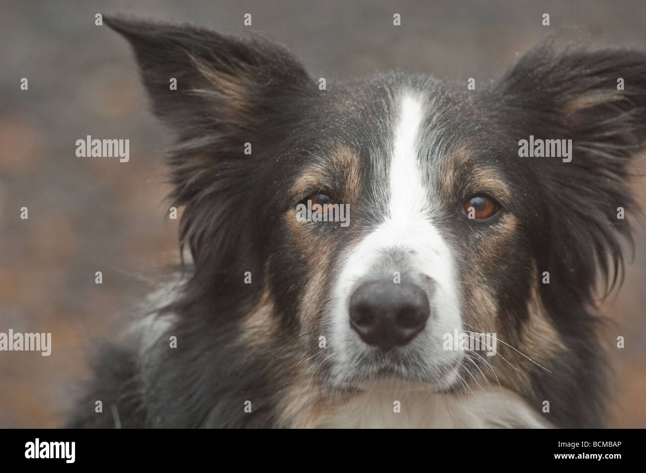 Are Border Collies Closely Related To Wolves