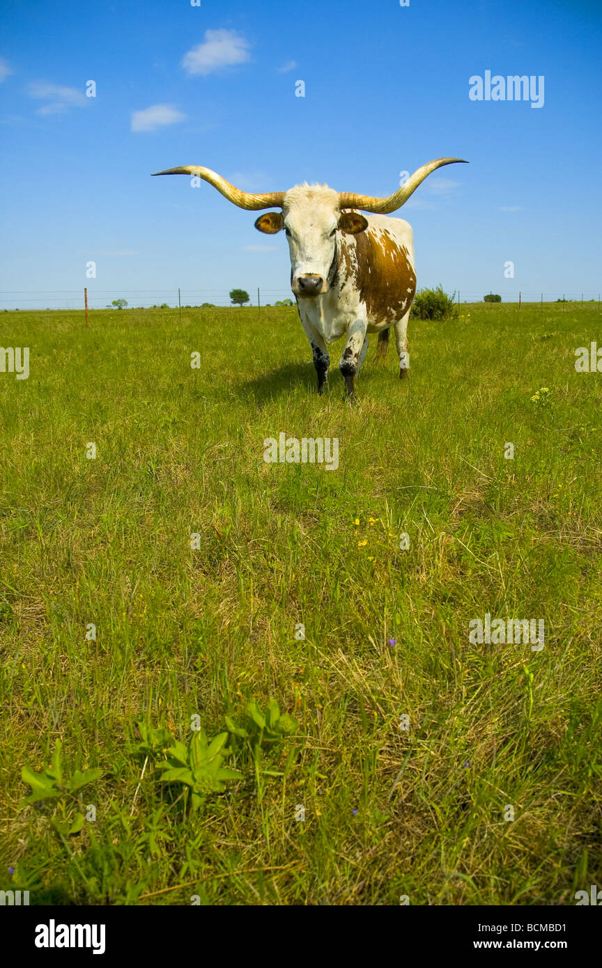 Longhorn portrait hi-res stock photography and images - Alamy