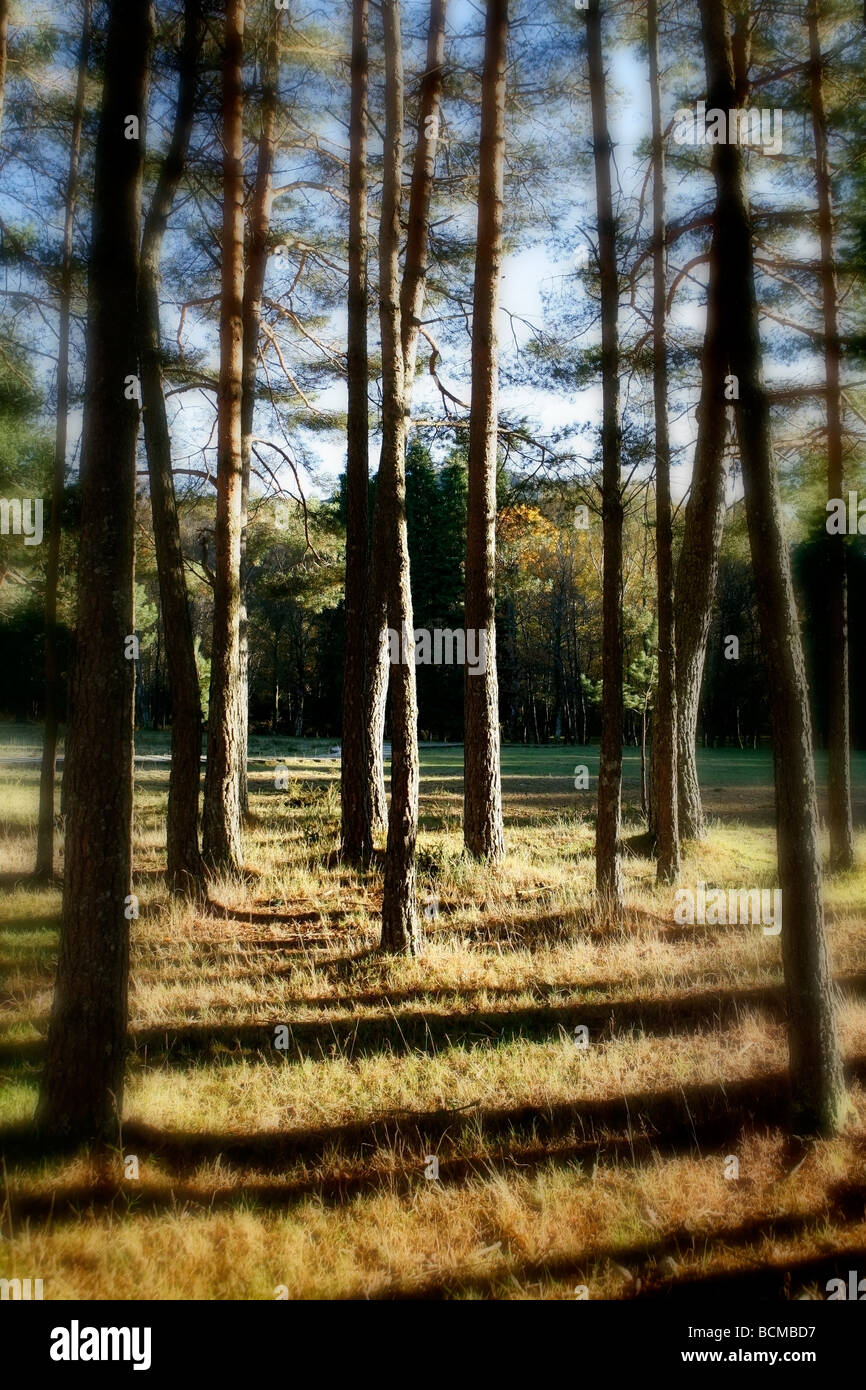 Beautiful landscape Forest with great colors and soft focus perspective ...