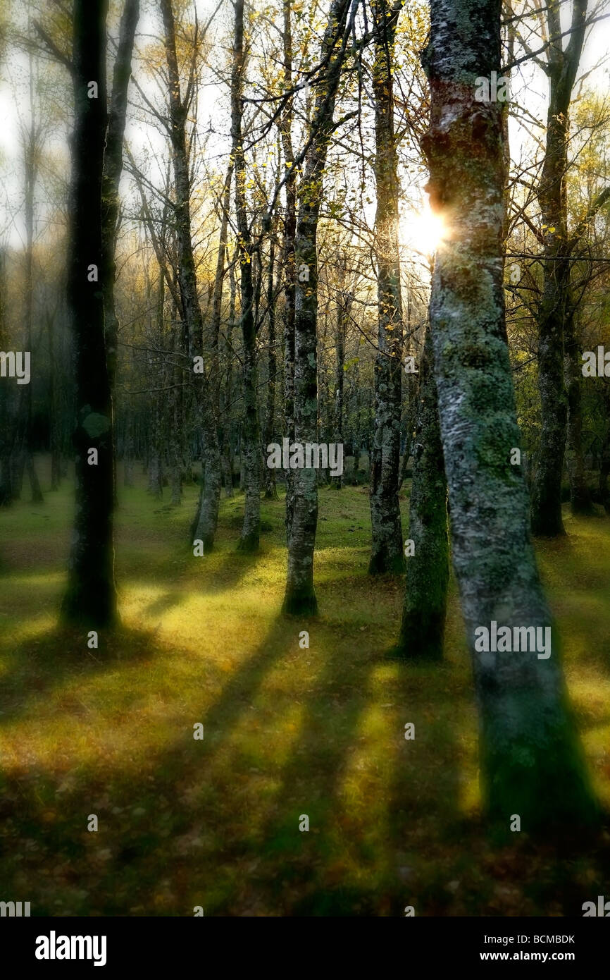 Beautiful landscape Forest with Solar beams making the way through the ...