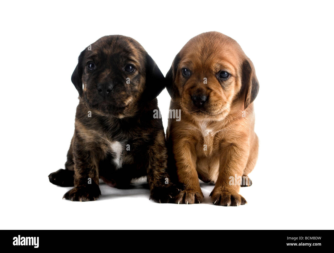 Two cute puppies brothers isolated on white background Stock Photo - Alamy