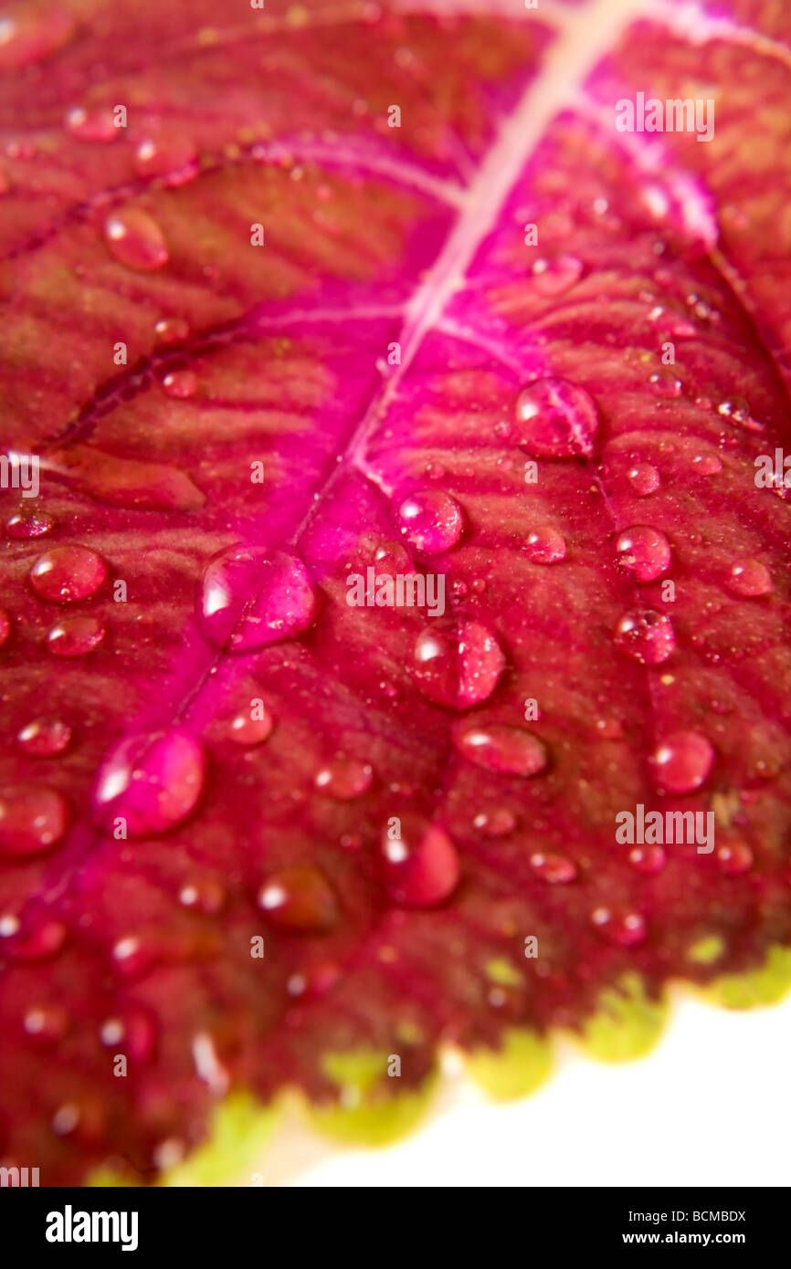 Red leaf with rain droplets Good for issues such as environment ecology ...