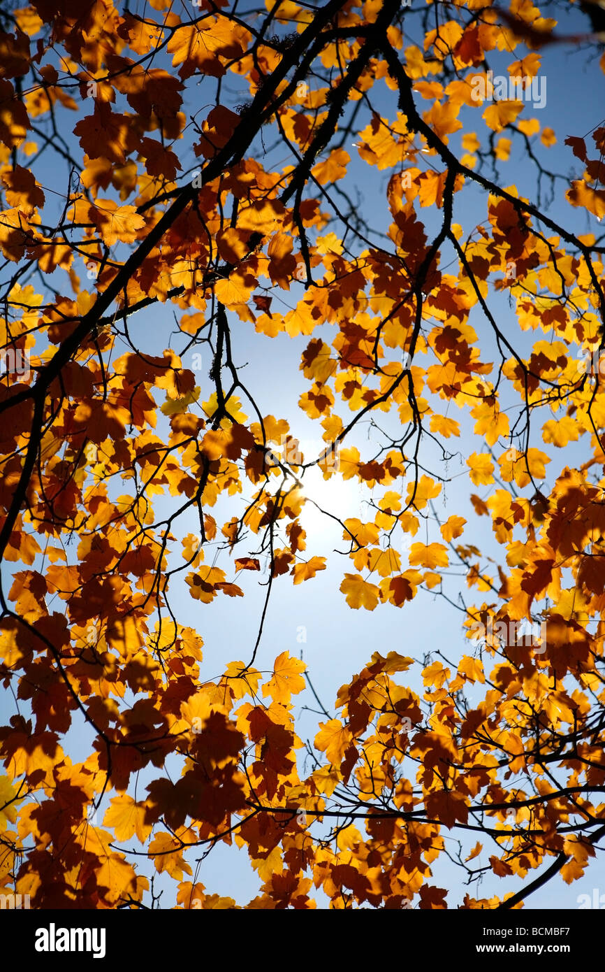 Beautiful landscape Forest with Solar beams making the way through the ...