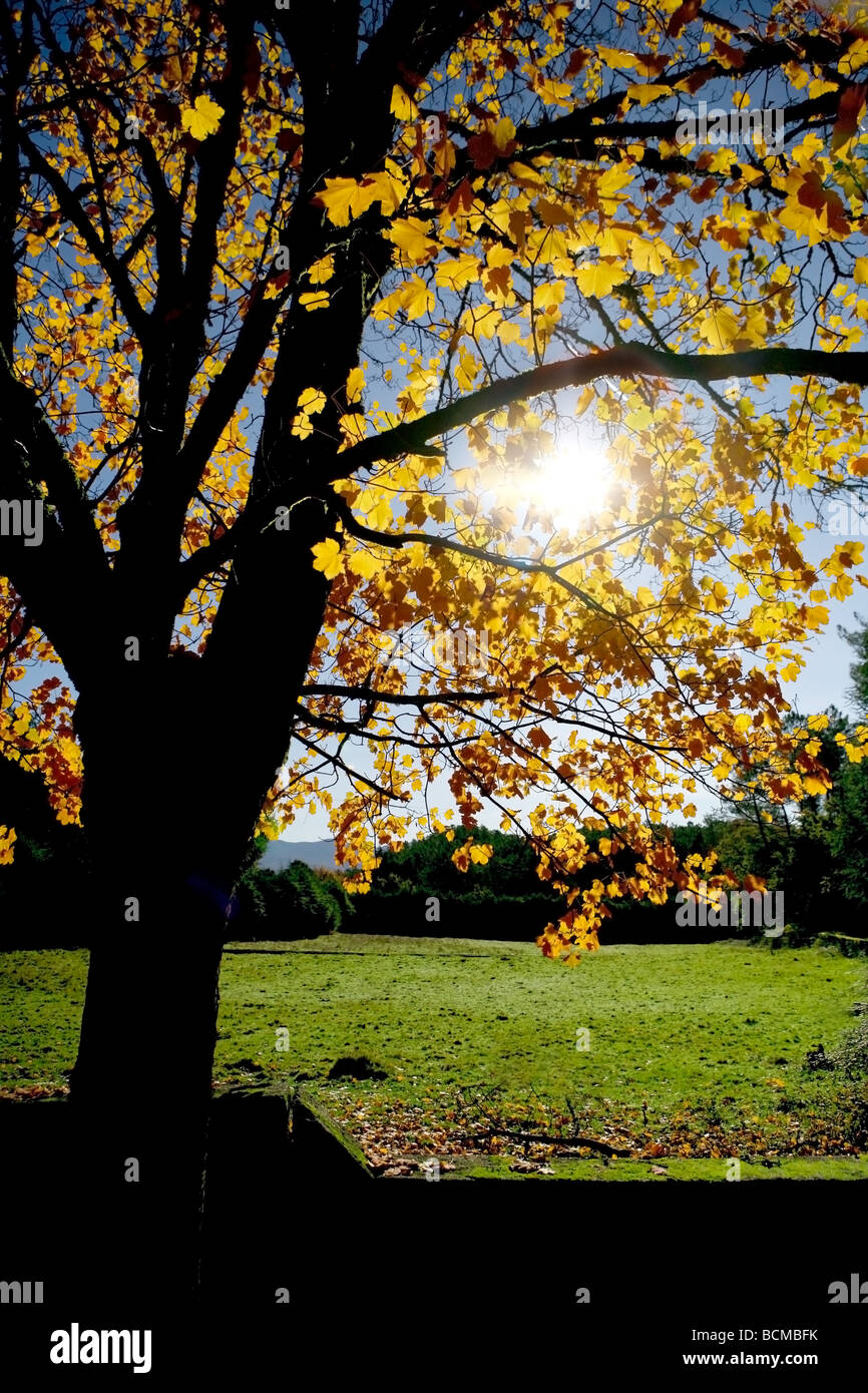 Beautiful landscape Forest with Solar beams making the way through the ...