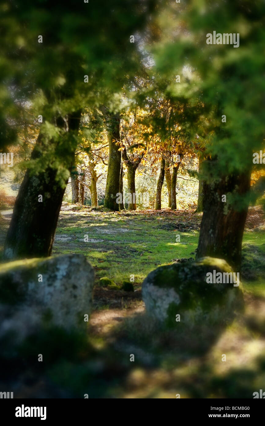Beautiful landscape Forest with great colors and soft focus perspective ...