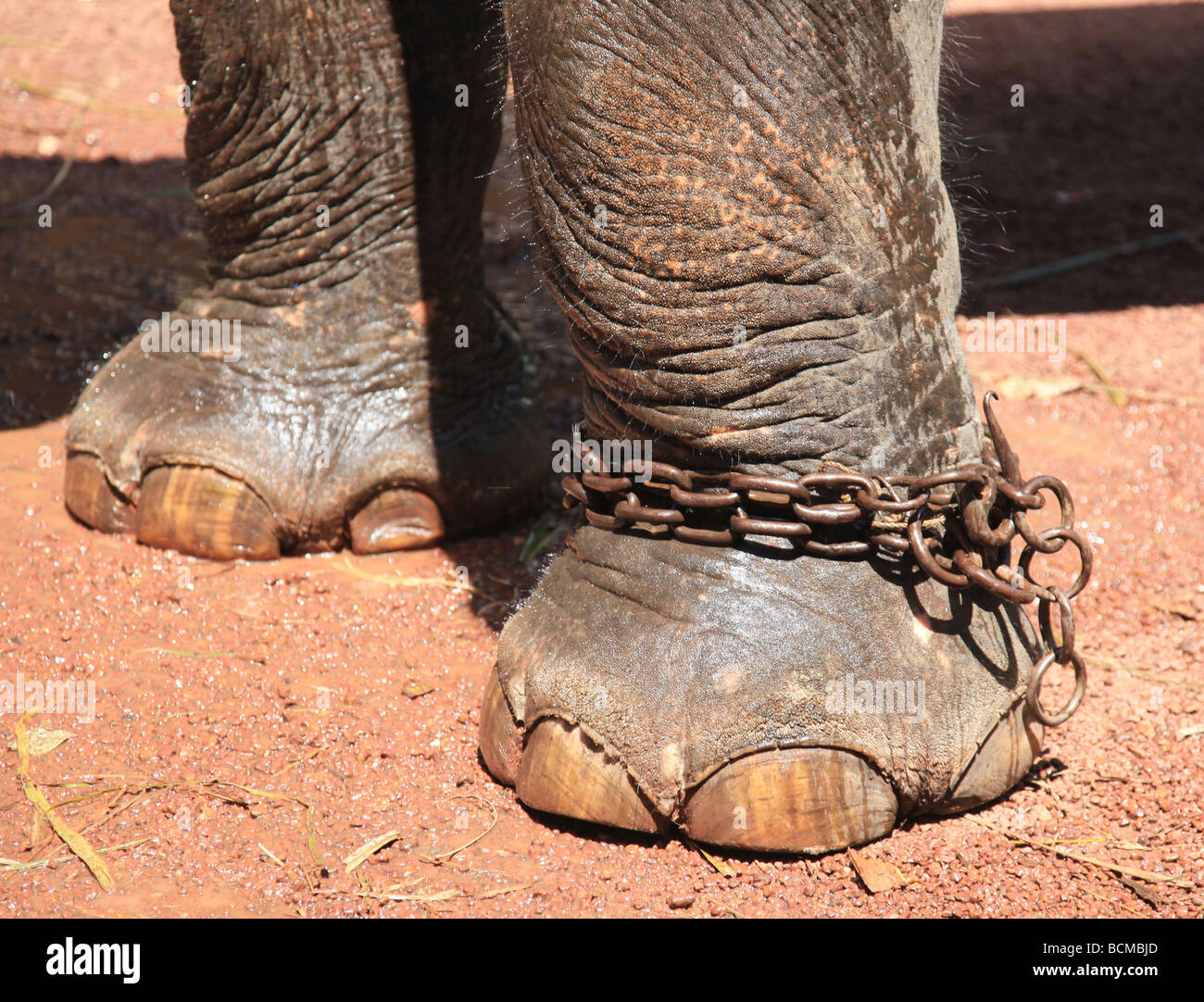 Elephant toe hi-res stock photography and images - Alamy