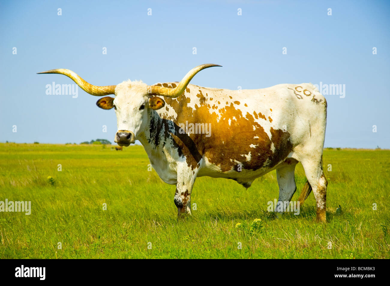 Longhorn Portrait in Beautiful Texas Pasture Stock Photo - Alamy