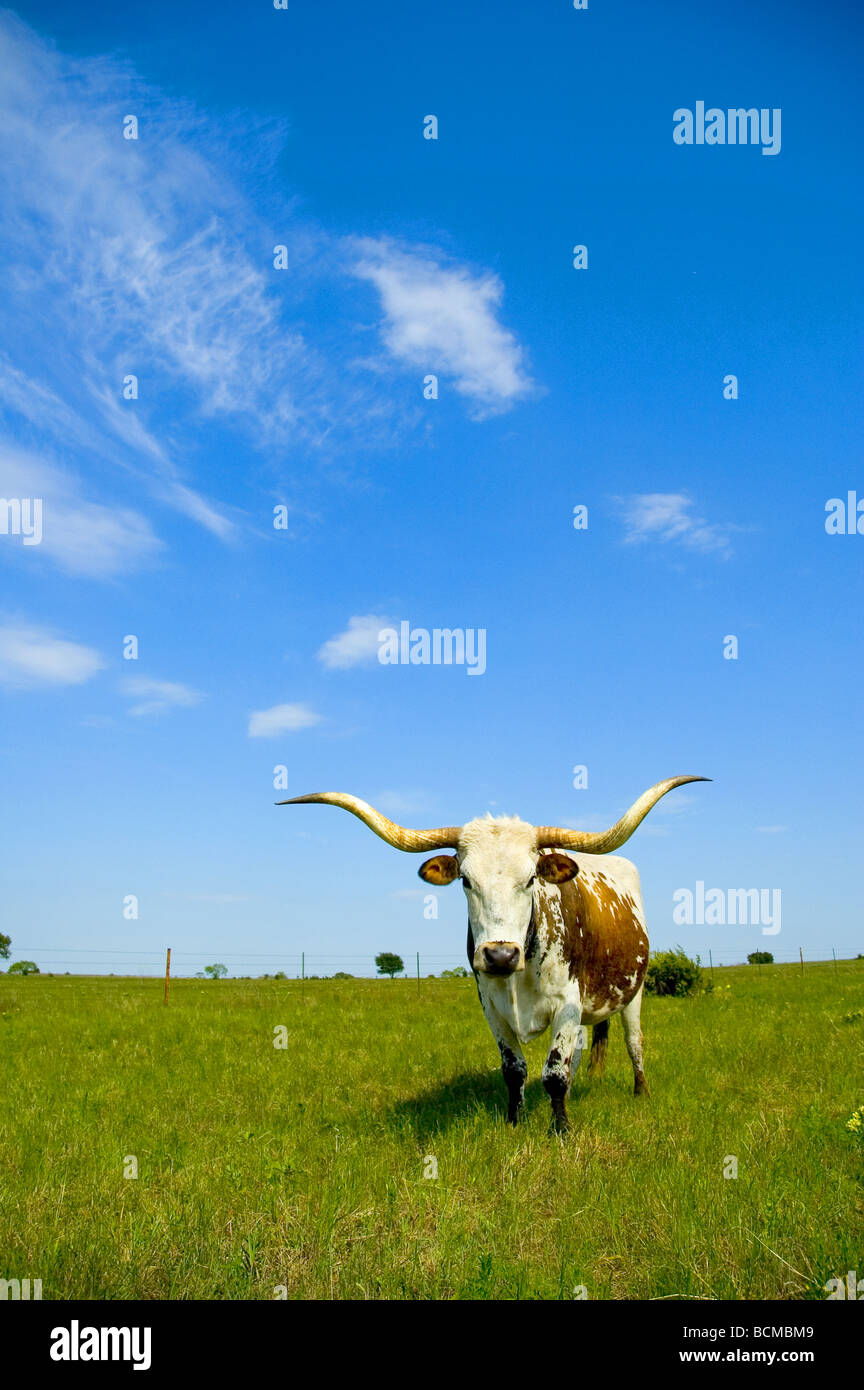Longhorn Portrait in Beautiful Texas Pasture Stock Photo - Alamy