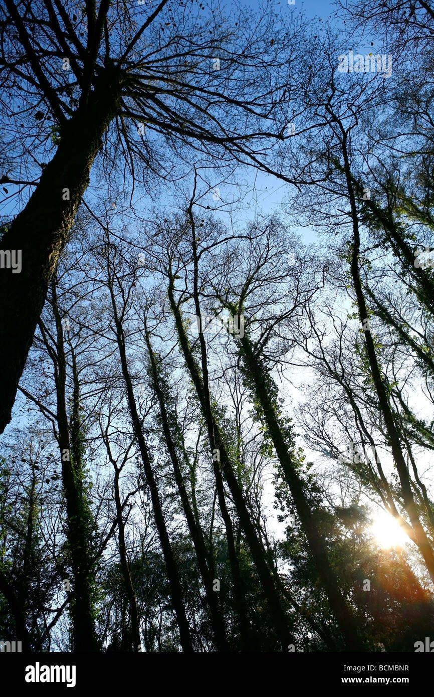 Beautiful landscape Forest with light making the way through the trees ...