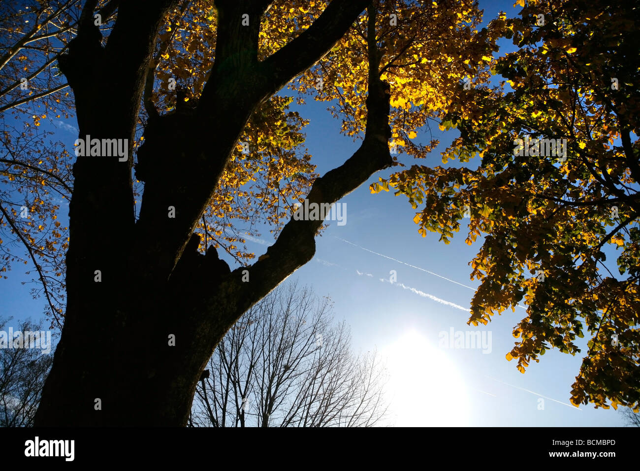 Beautiful landscape Forest with Solar beams making the way through the ...