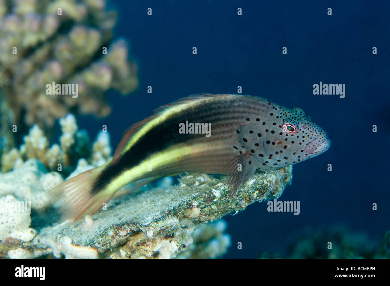 Freckled hawkfish hi-res stock photography and images - Alamy