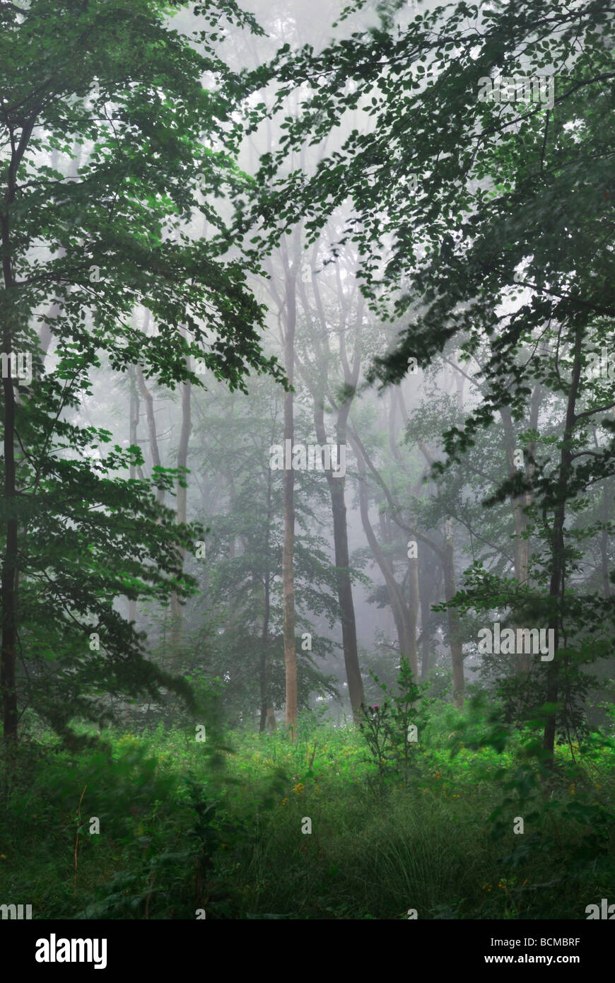 Misty forest near Winchcombe cotswolds Gloucestershire England UK Stock ...