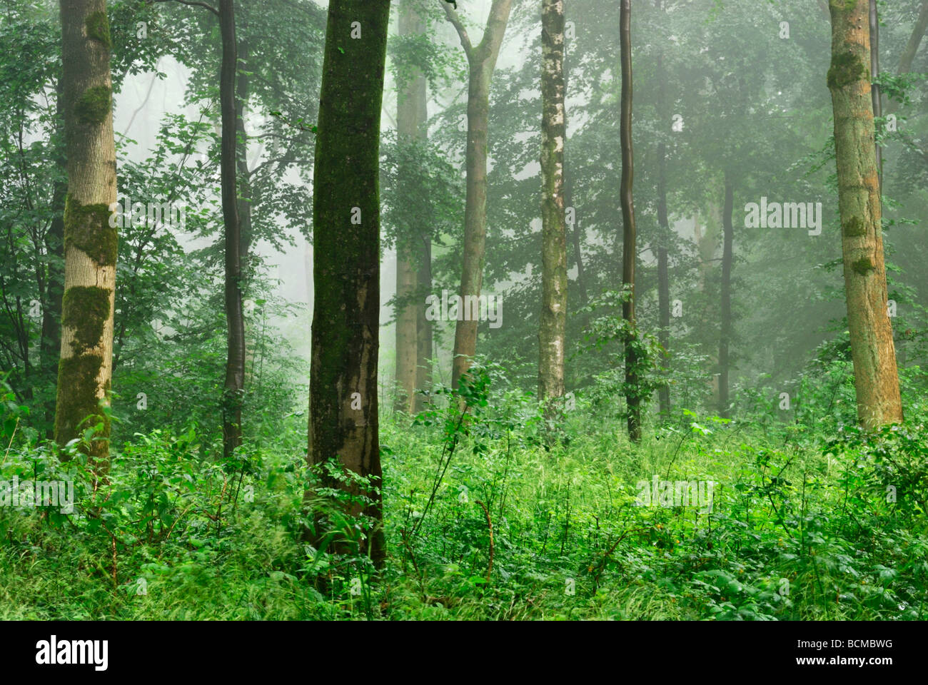 Misty forest near Winchcombe cotswolds Gloucestershire England UK Stock ...