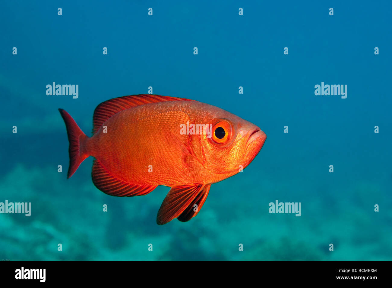 Bigeye Fish High Resolution Stock Photography and Images - Alamy