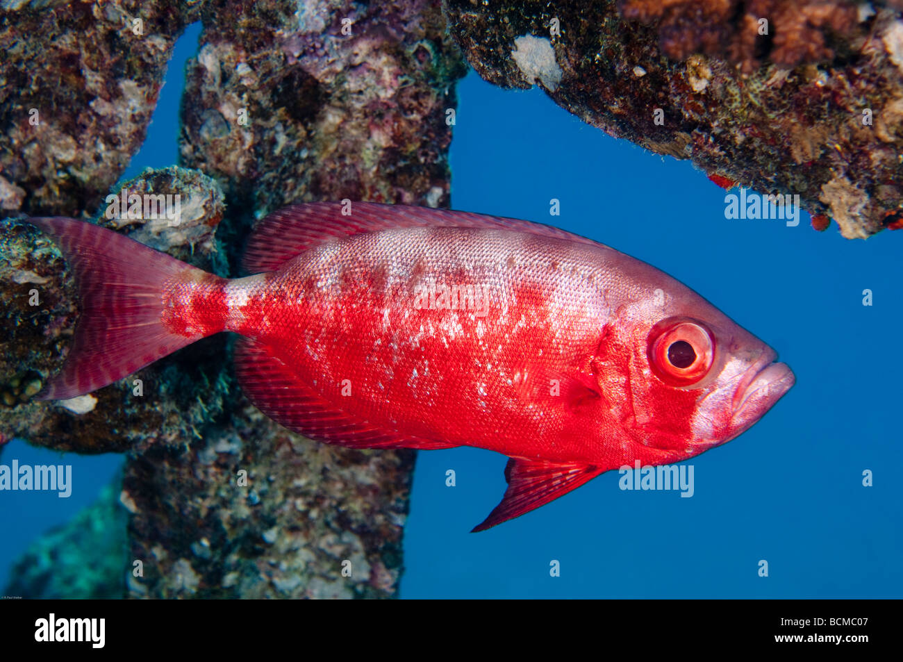 Profile view of a Bigeye fish, Priacanthus arenatus, remaining ...