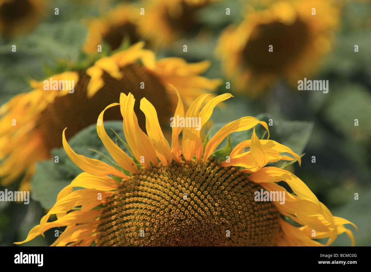 Sunflowers in a field taken in the French department of Vienne in ...