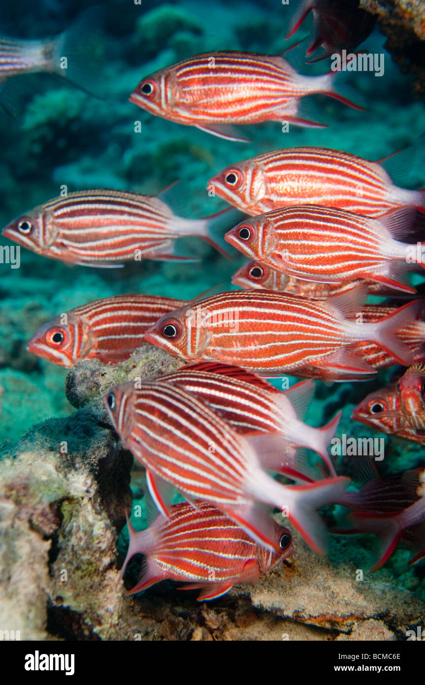 Fish loosely school together for protection by confusing a predator ...