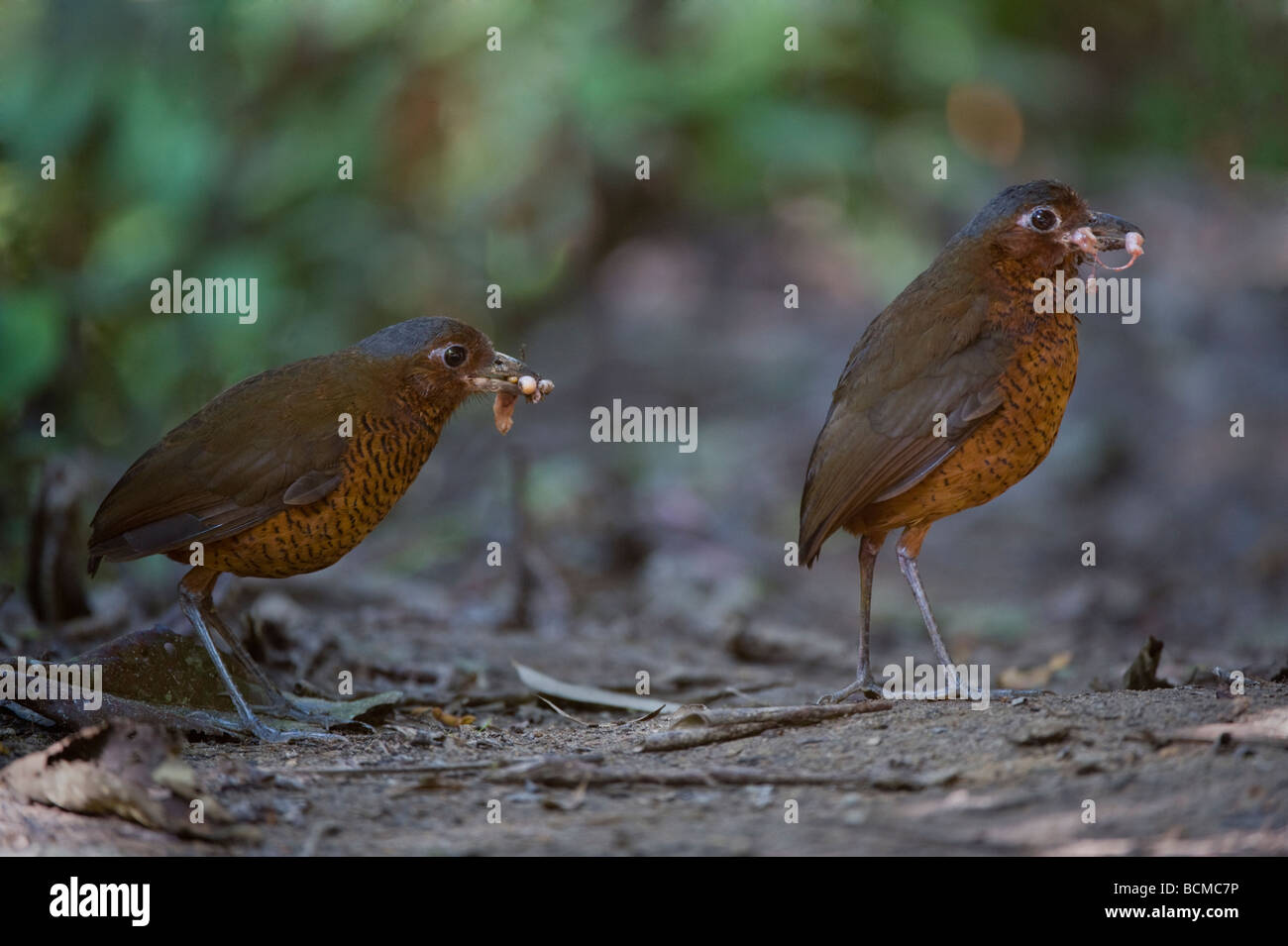 Giant Antpitta Grallaria gigantea feeding on worms cloud forest Paz de ...