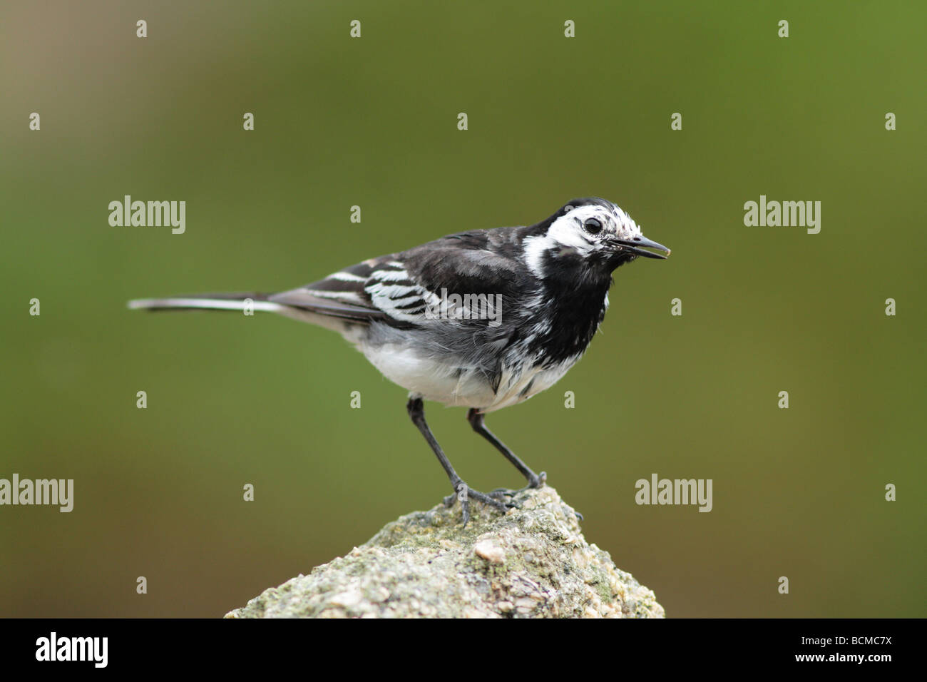 Pied wagtail with flies hi-res stock photography and images - Alamy