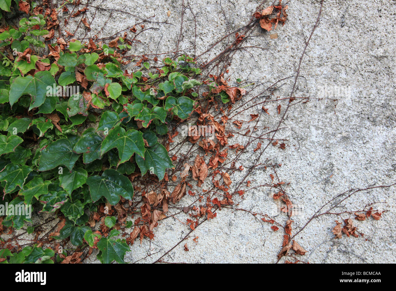 Ivy growing on wall Stock Photo - Alamy