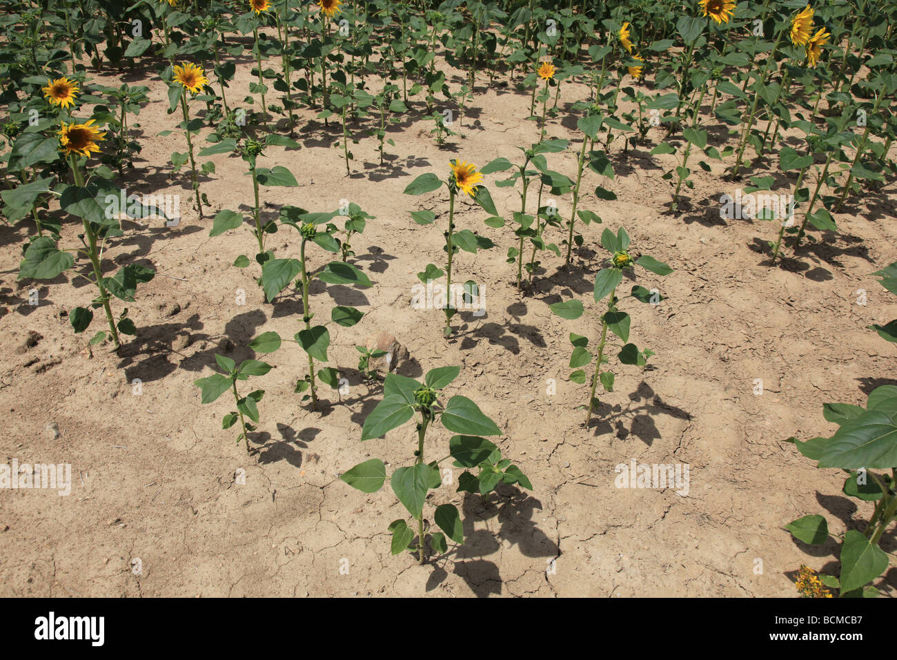 French crops hi-res stock photography and images - Alamy